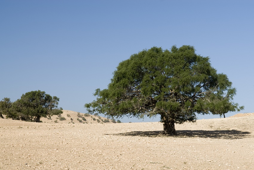 Sustainability is Key for the Argan Tree – The Jedwards Blog